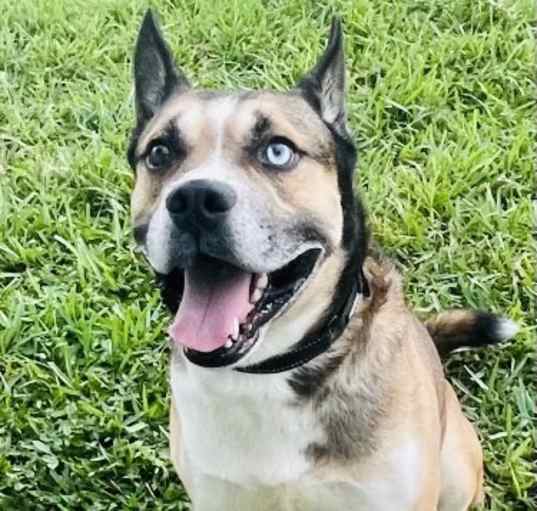 HOPEFUL PAWS OF FLORIDA - dogs rescue in Estero, FL - Adoptapet.com