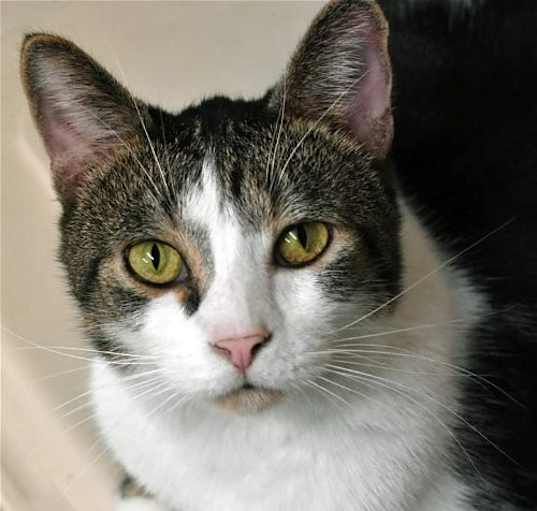 Cat Shelters and Rescues in Illinois - Adoptapet.com