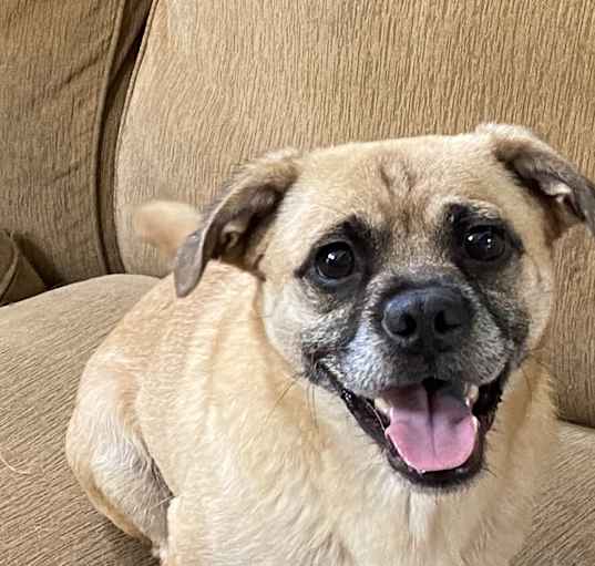 Puggle Adoption in Ohio: Puggle Puppies for Sale in Ohio - Adoptapet.com