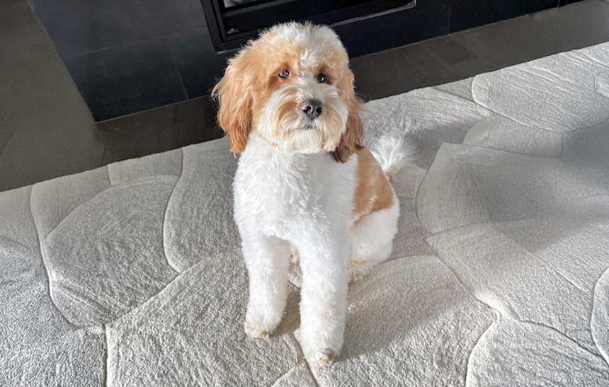 How big do Double Doodles get? - Adopt a Pet