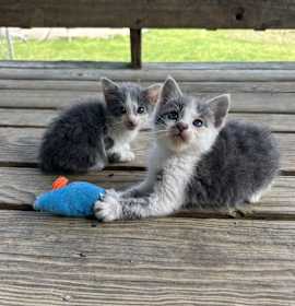 Manx Breed Profile: Things to Know Before Adopting a Manx