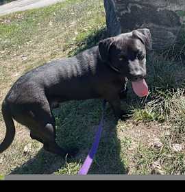 Dog Academy - Adopt Tucker - Dachshund in Elmsford, NY