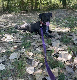 Dog Academy - Adopt Tucker - Dachshund in Elmsford, NY