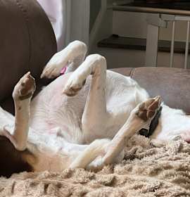 Welsh Terrier Breed Profile: Things to Know Before Adopting a Welsh Terrier