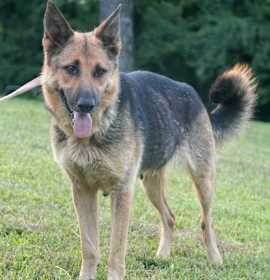 Silky Terrier Breed Profile: Things to Know Before Adopting a Silky Terrier