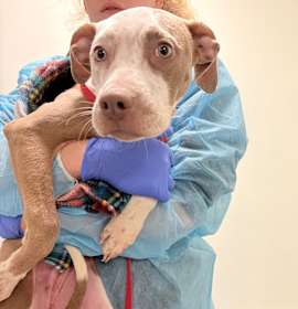 Dog Academy - Adopt Patty Cake - Mixed Breed (Medium) in Philadelphia, PA