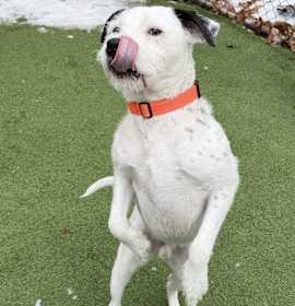 Dog Academy - Adopt Max - Mixed Breed (Medium) in Chichester, NH